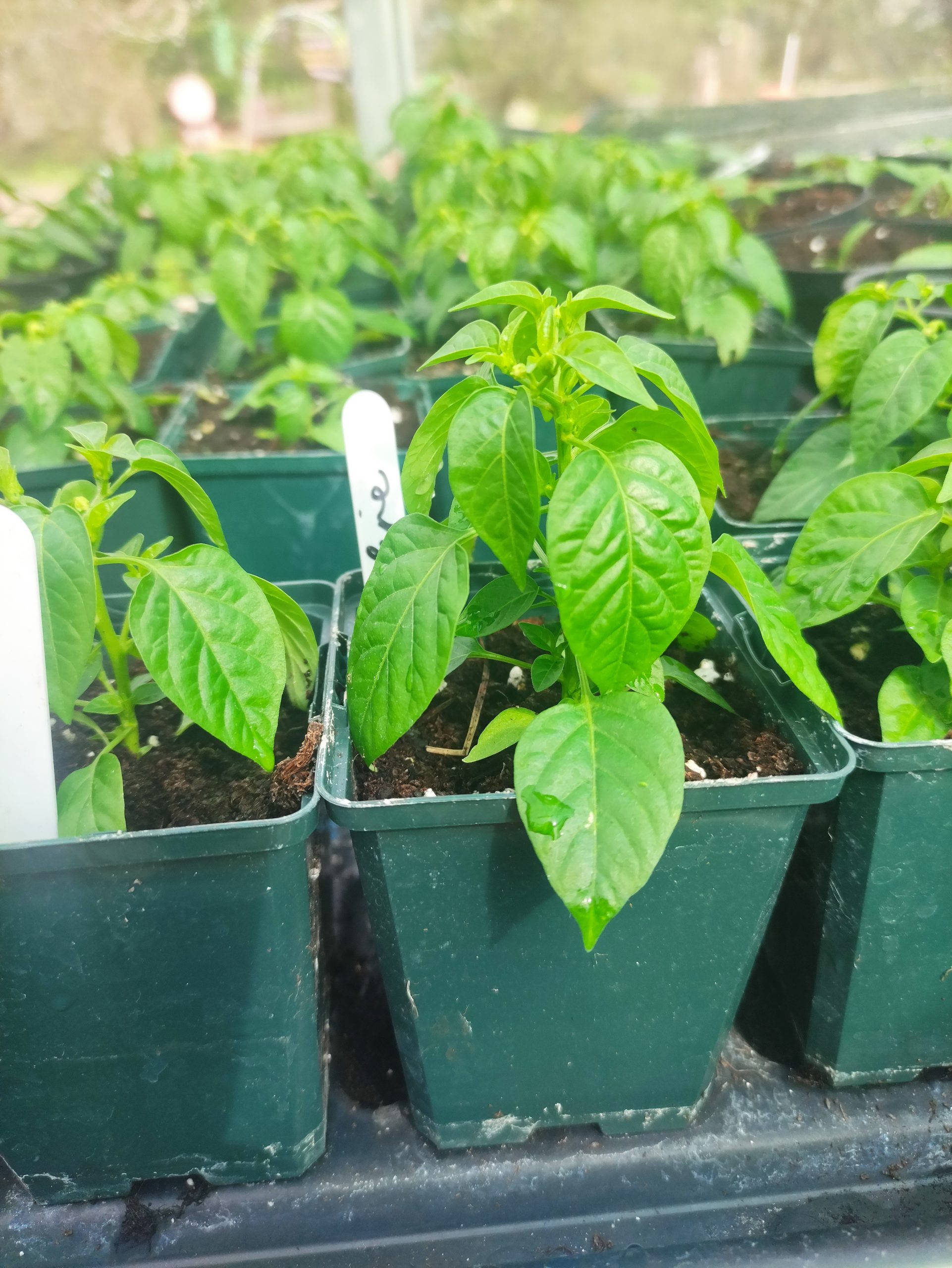 Pot them up! - Chilli Ranch